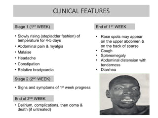 typhoid fever full notes with explanation | PPTX