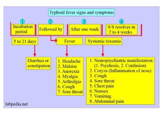 typhoid fever full notes with explanation | PPTX