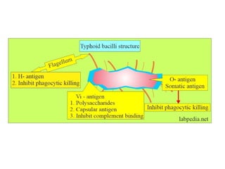 typhoid fever full notes with explanation | PPTX