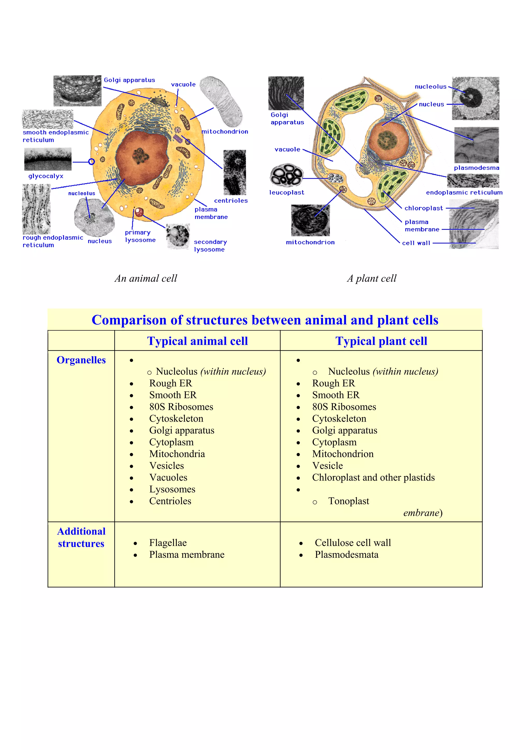 7. cell structure and function | PDF