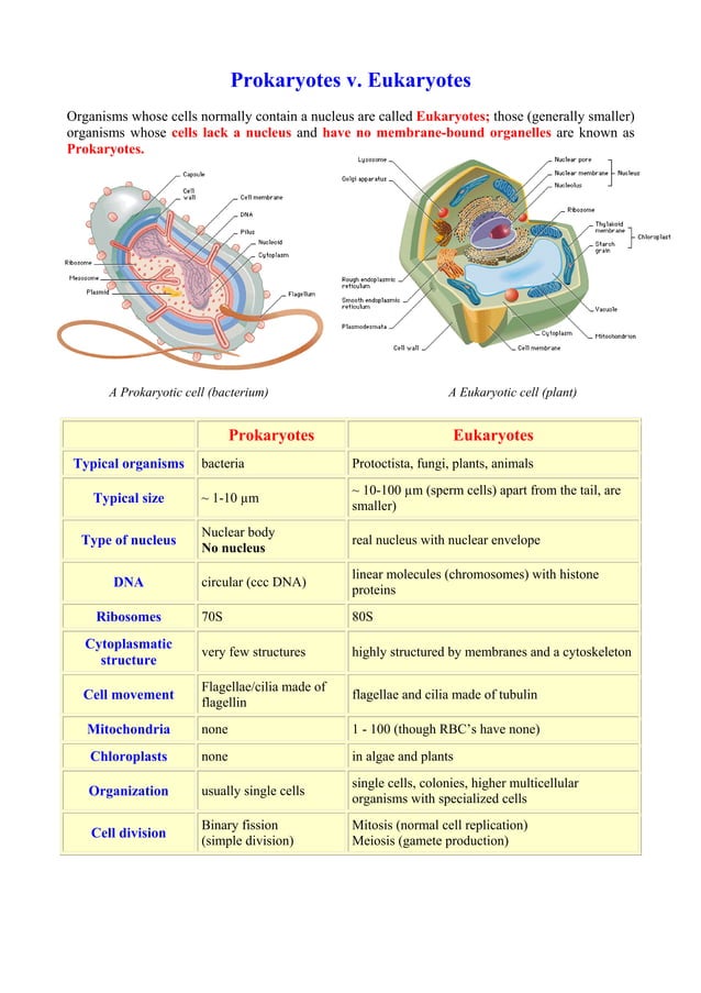 7. cell structure and function | PDF