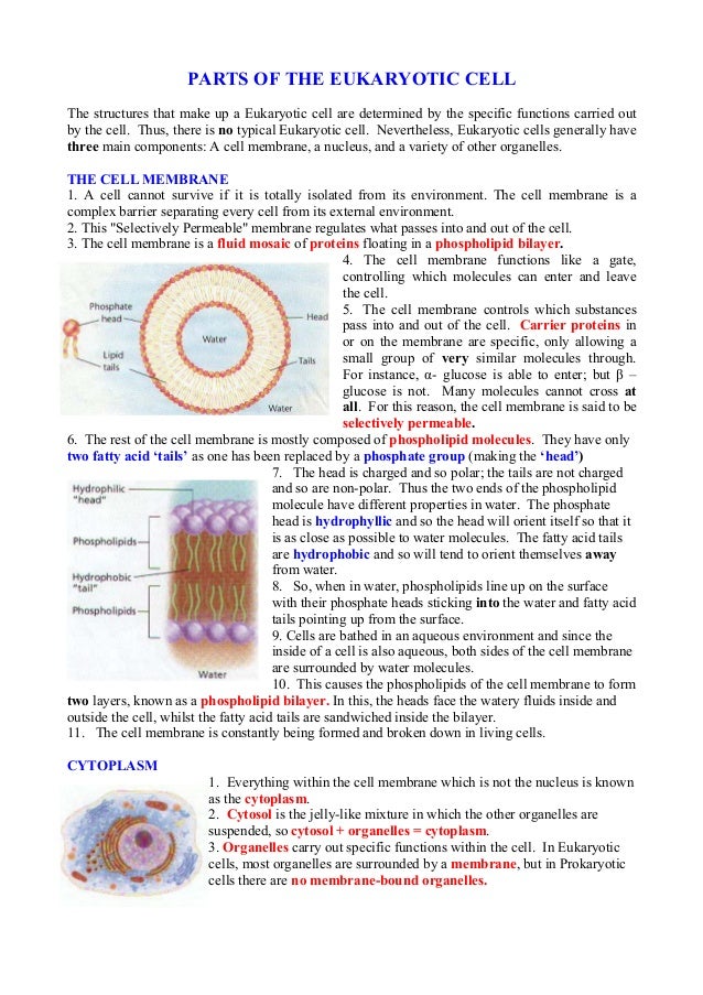 7. cell structure and function