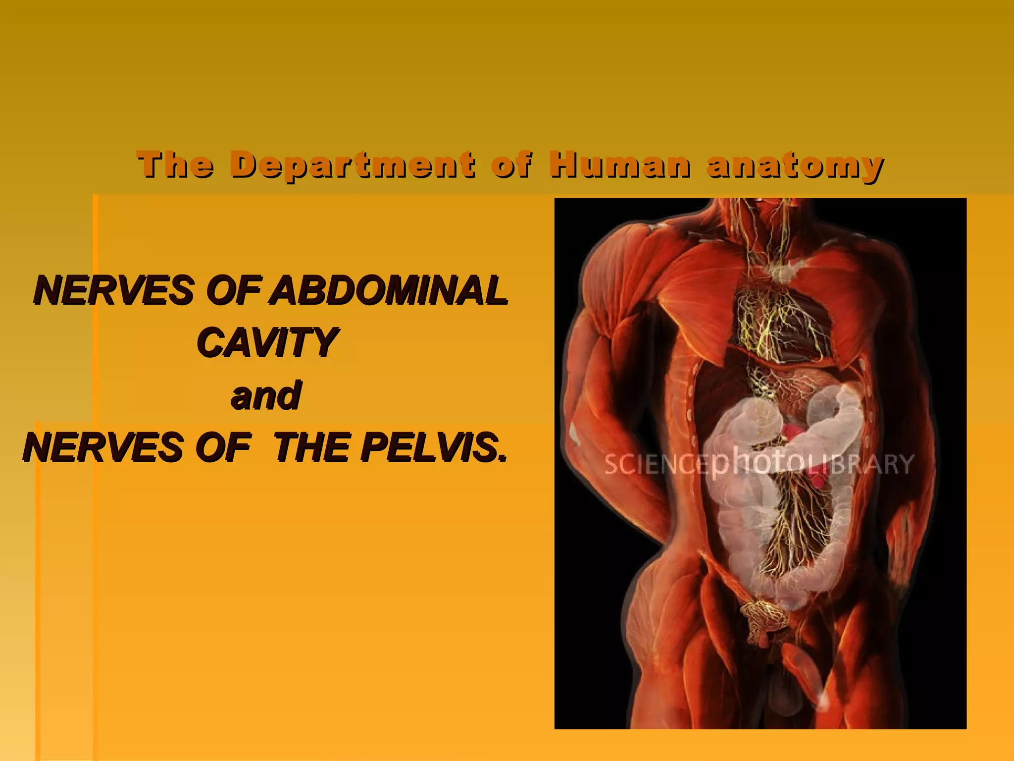 Nerves of abdominal cavity & pelvis | PPT