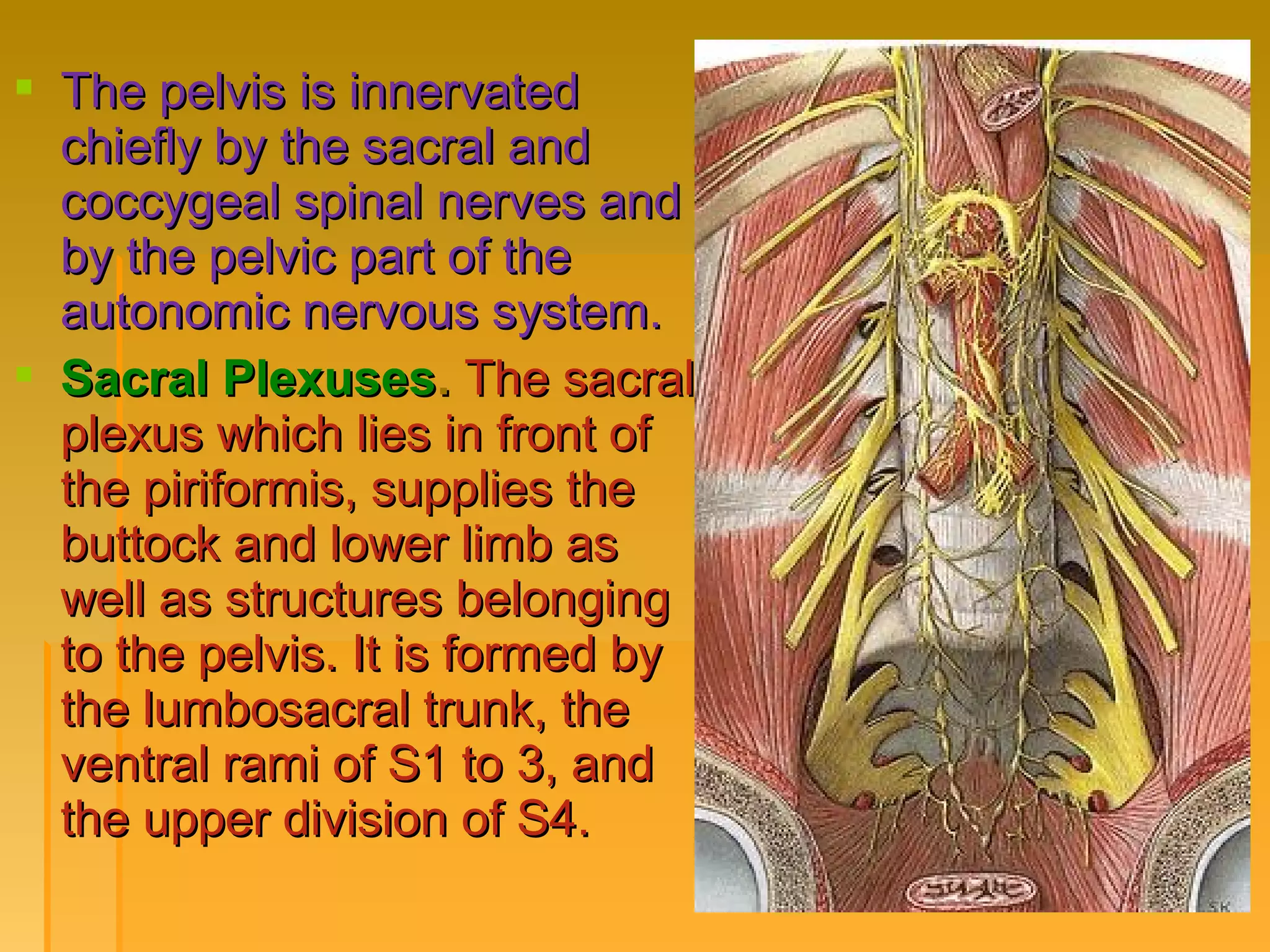 Nerves of abdominal cavity & pelvis | PPT