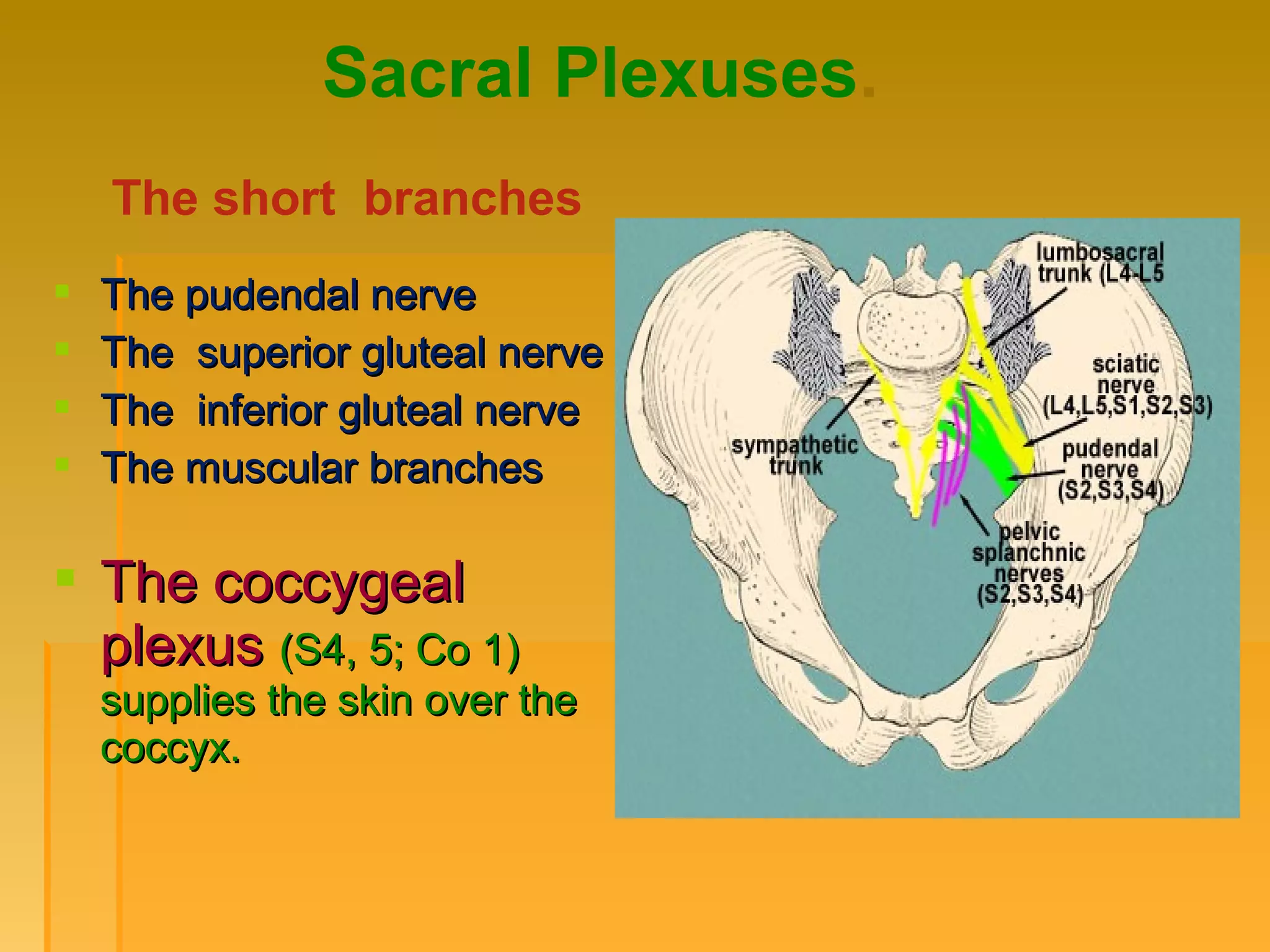 Nerves of abdominal cavity & pelvis | PPT