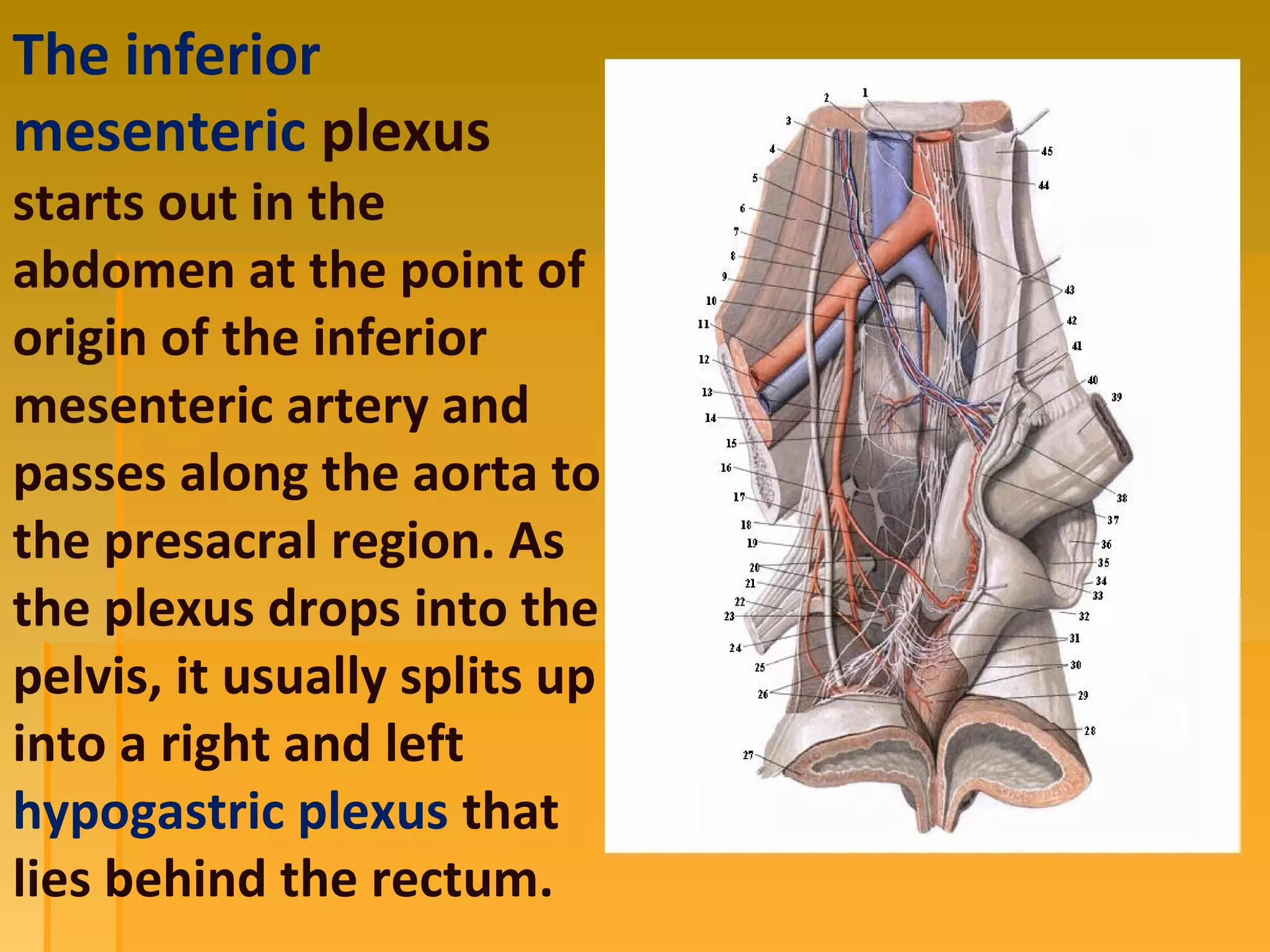 Nerves of abdominal cavity & pelvis | PPT