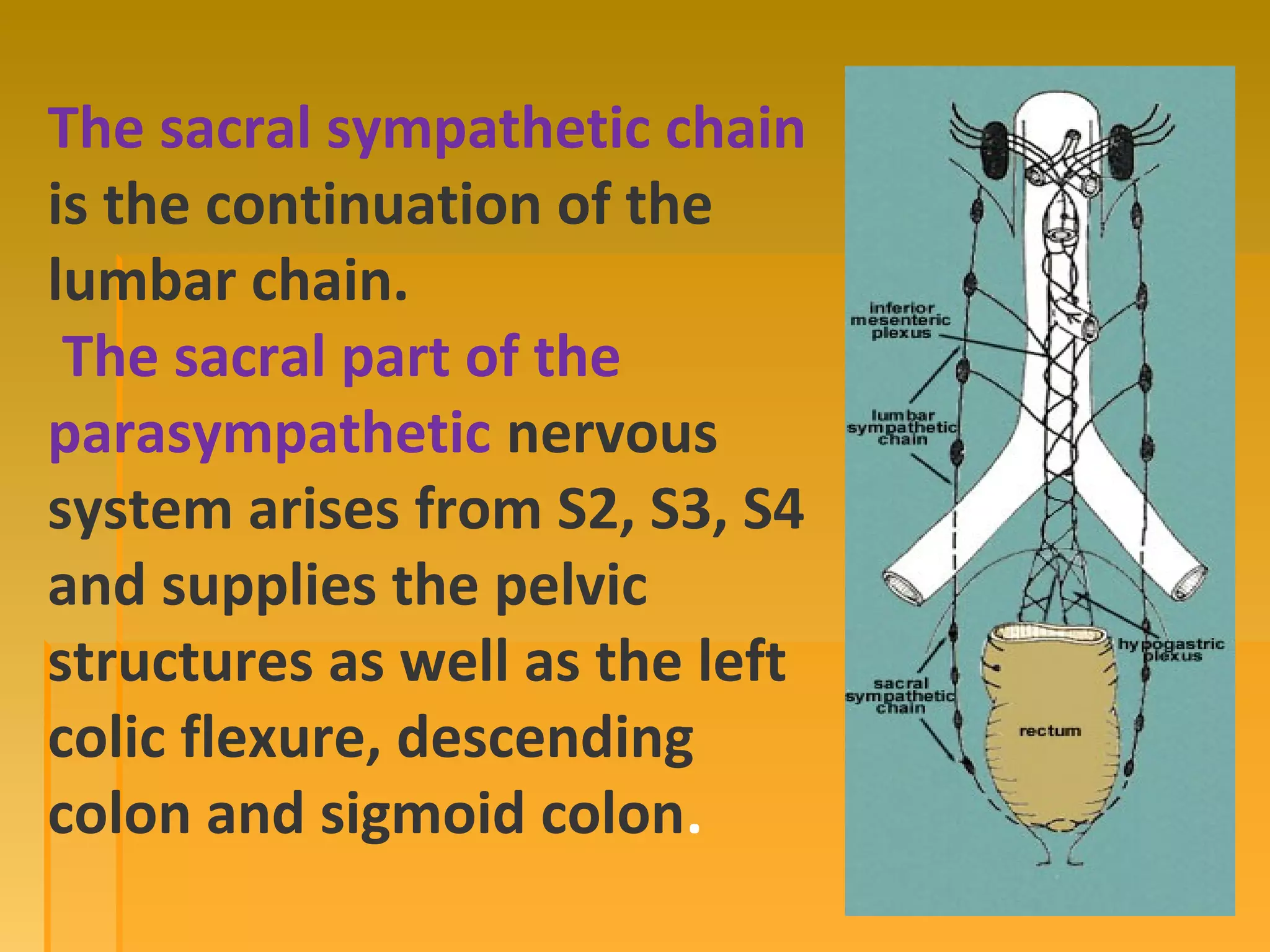Nerves of abdominal cavity & pelvis | PPT