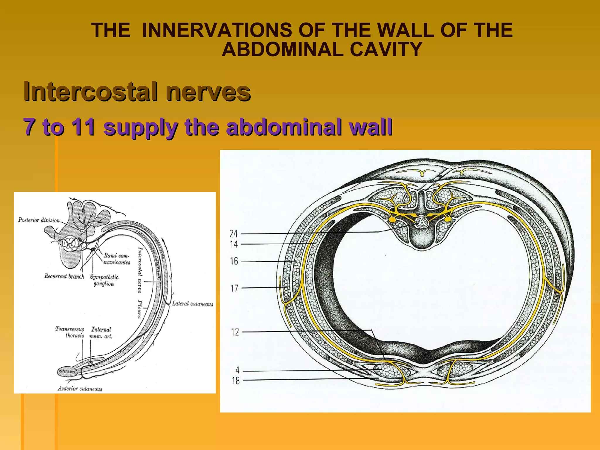 Nerves of abdominal cavity & pelvis | PPT
