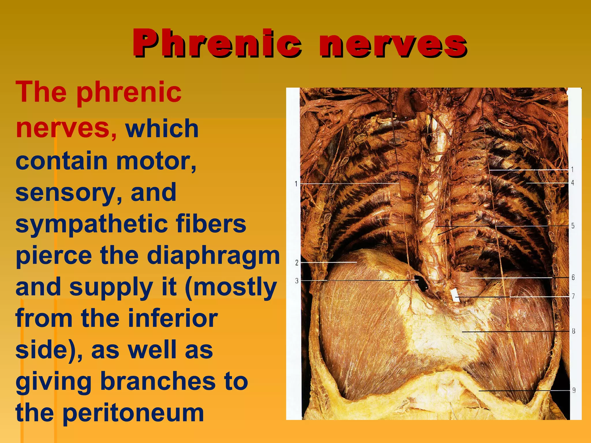 Nerves of abdominal cavity & pelvis | PPT