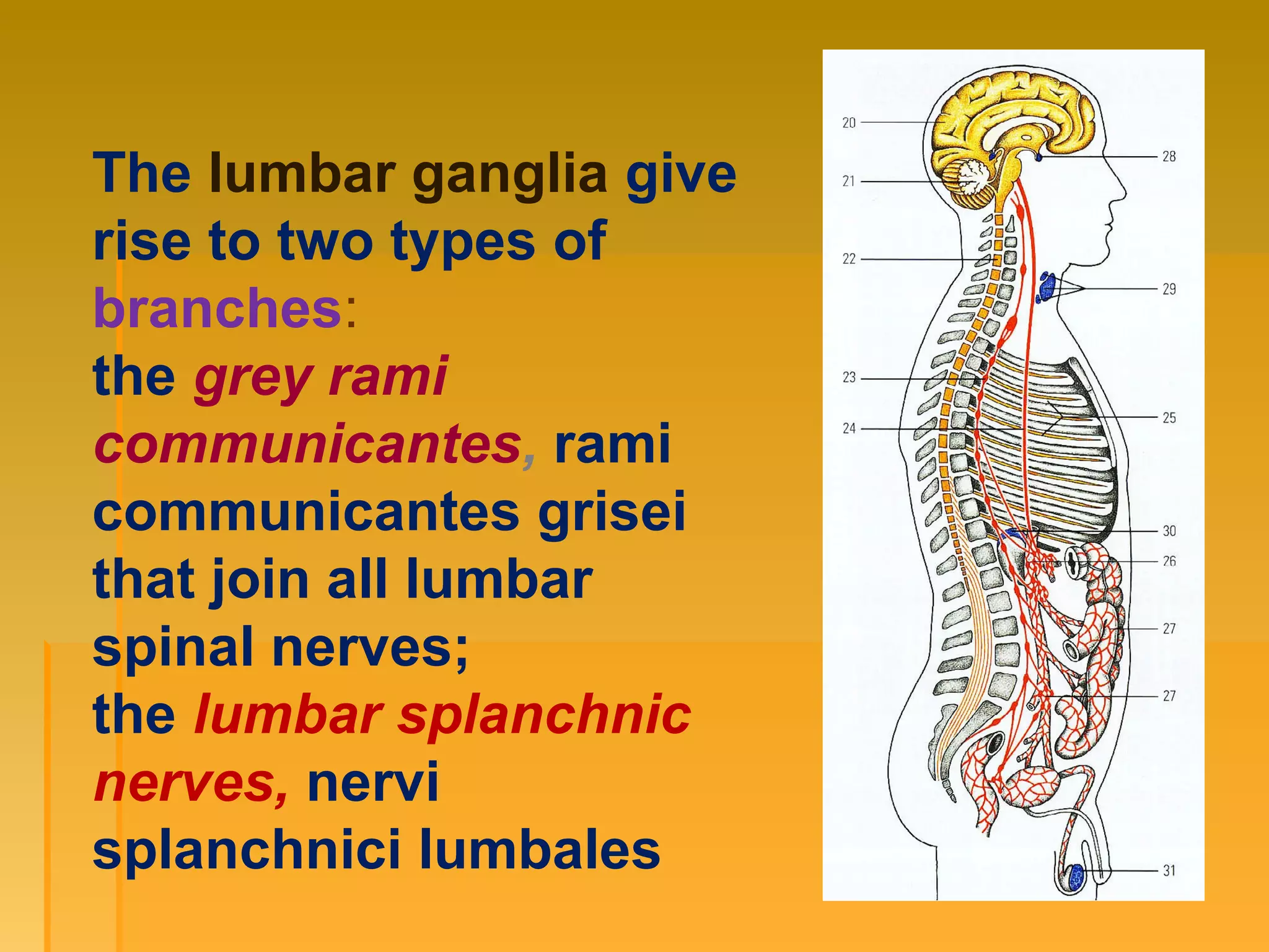 Nerves of abdominal cavity & pelvis | PPT