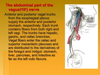 Nerves of abdominal cavity & pelvis | PPT