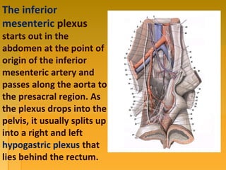 Nerves of abdominal cavity & pelvis | PPT