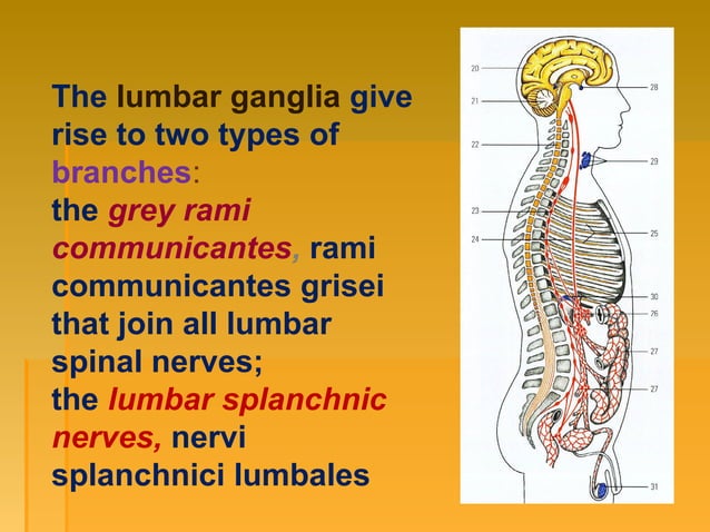 Nerves of abdominal cavity & pelvis | PPT