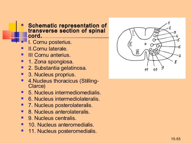 Nervous System – Part 1
