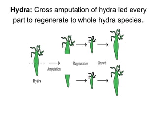 Regeneration Of Hydra