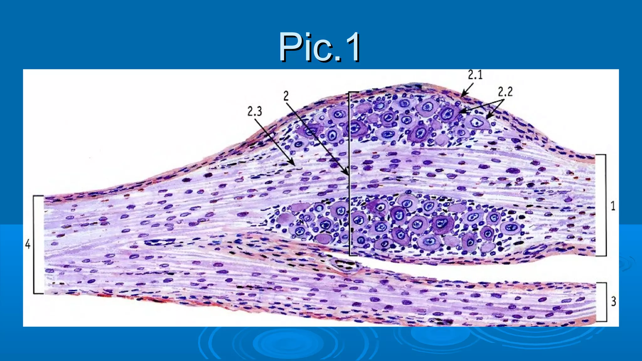 Histology of Nervous system | PPT