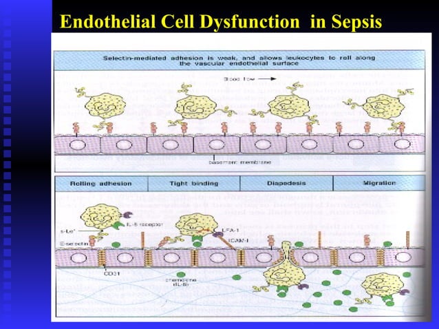Path physiology of sepsis. SIRS & MOF | PPT