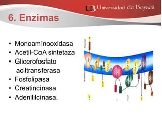 cadena respiratoria | PPTX