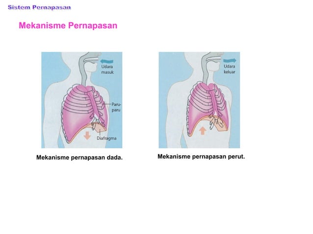 7. sistem pernapasan | PPT