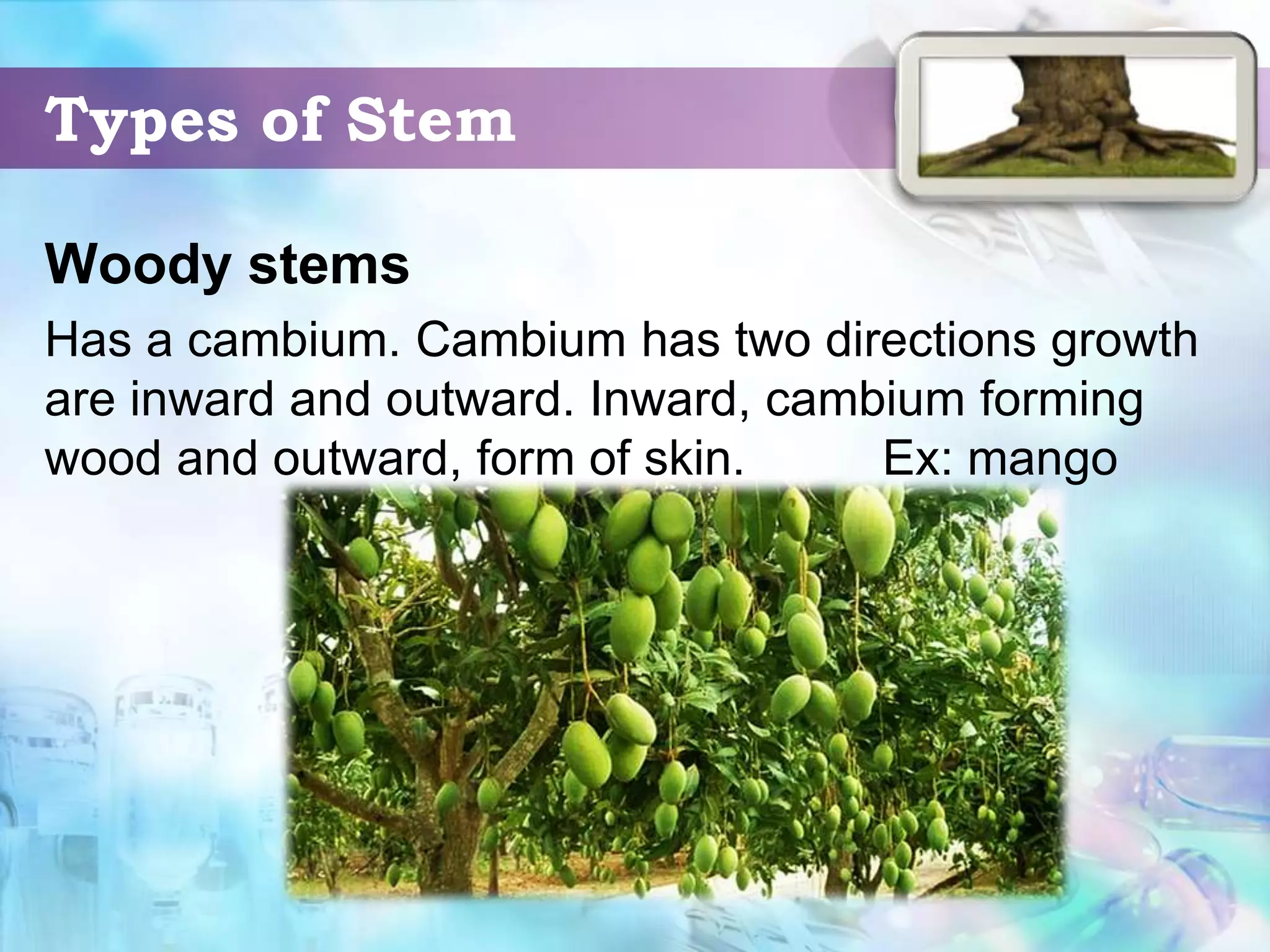 structure and development of Stem and Root | PPTX