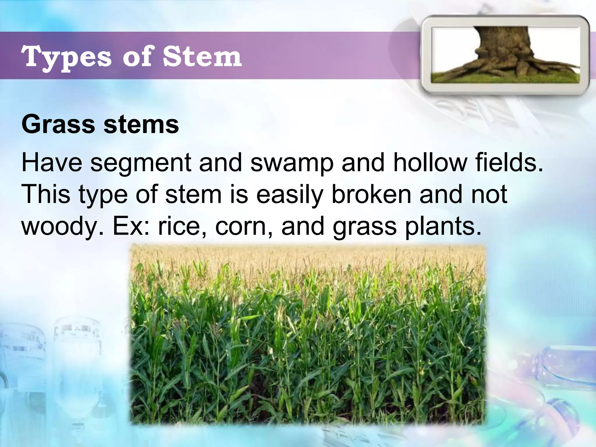structure and development of Stem and Root | PPTX