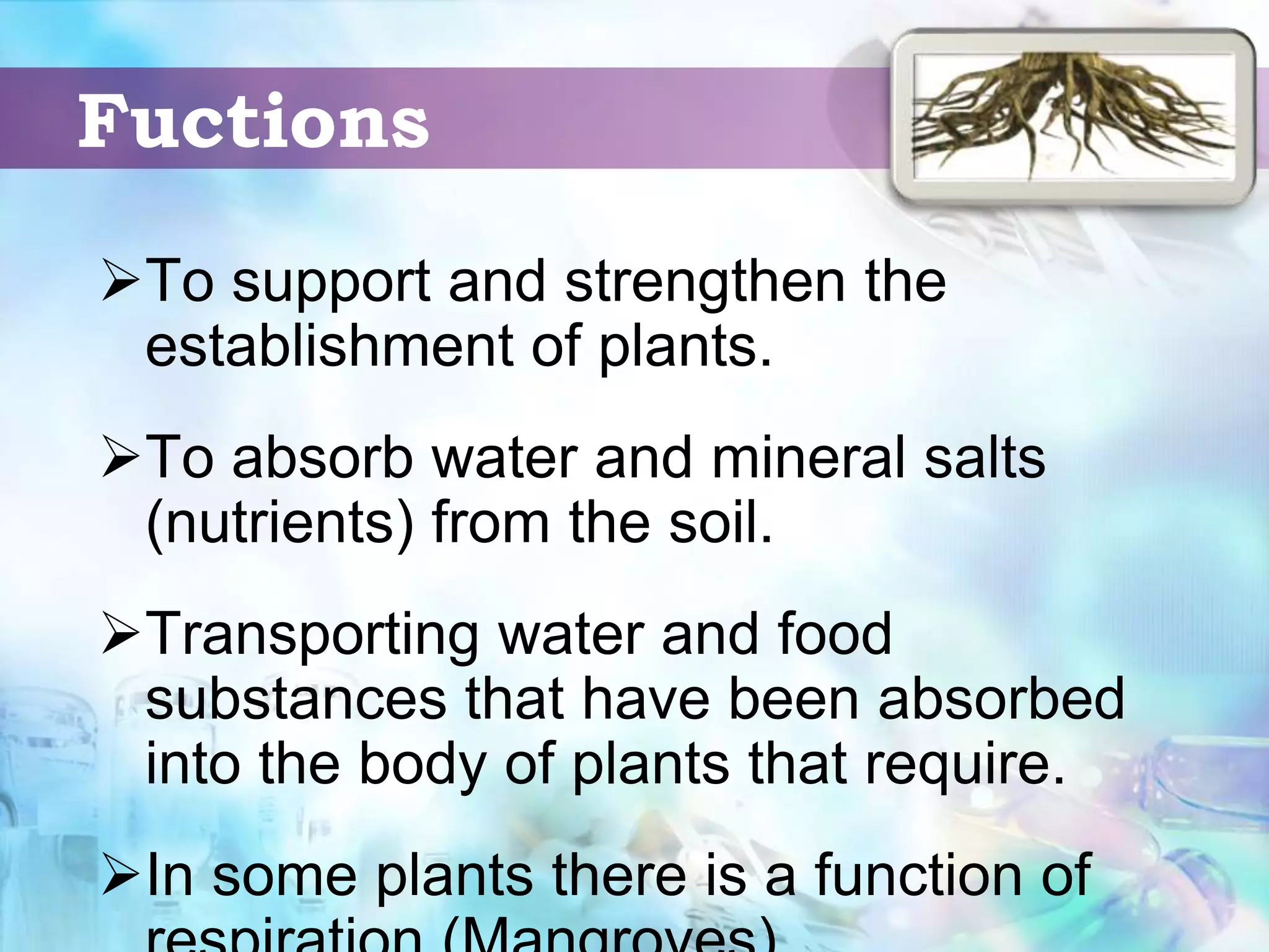 structure and development of Stem and Root | PPTX
