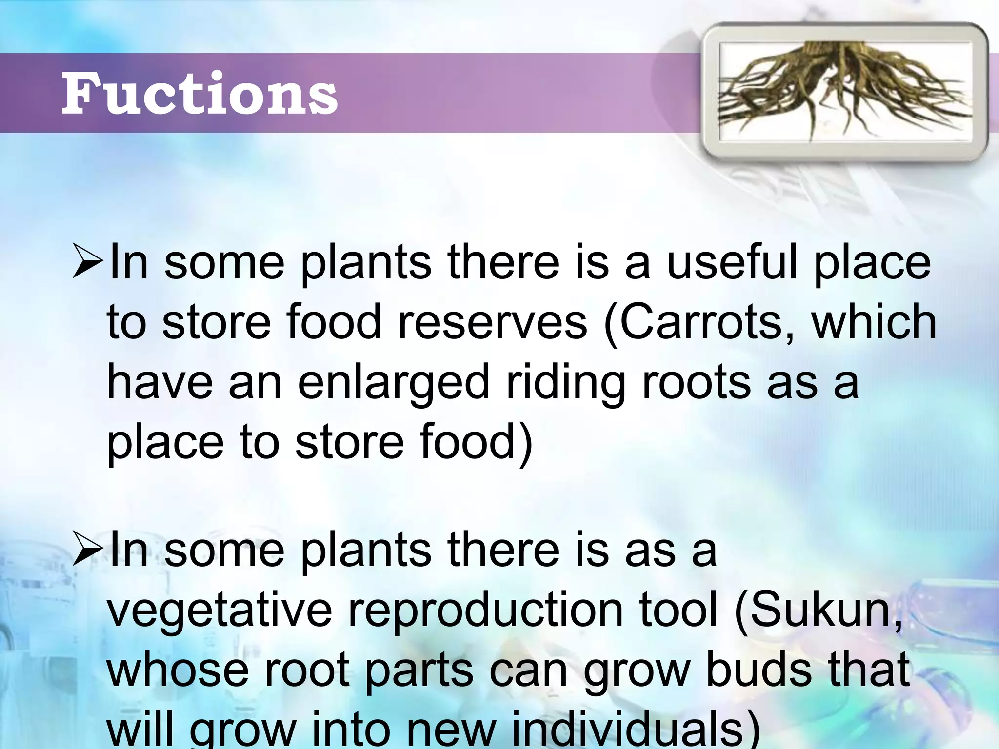 structure and development of Stem and Root | PPTX
