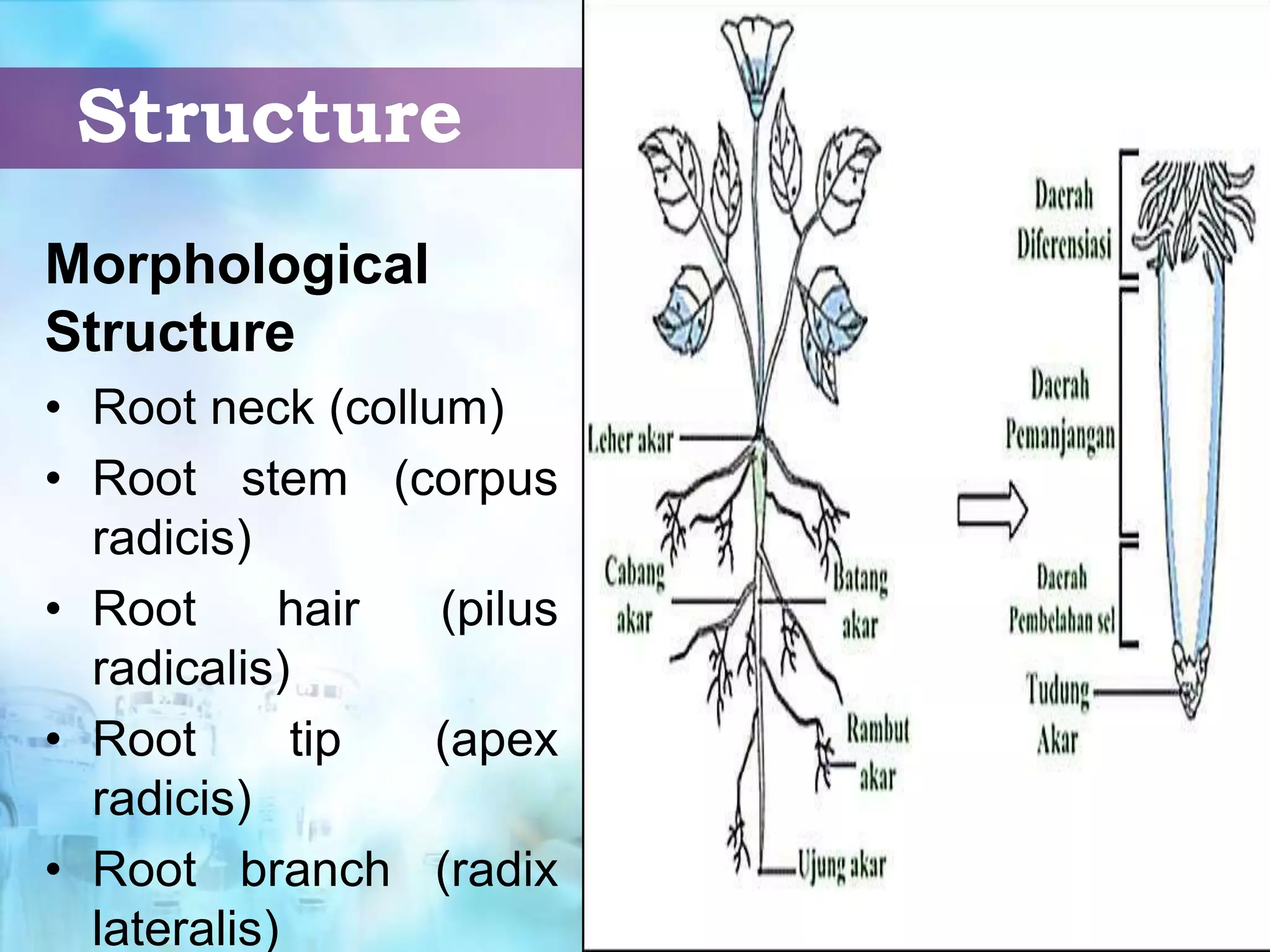 structure and development of Stem and Root | PPTX