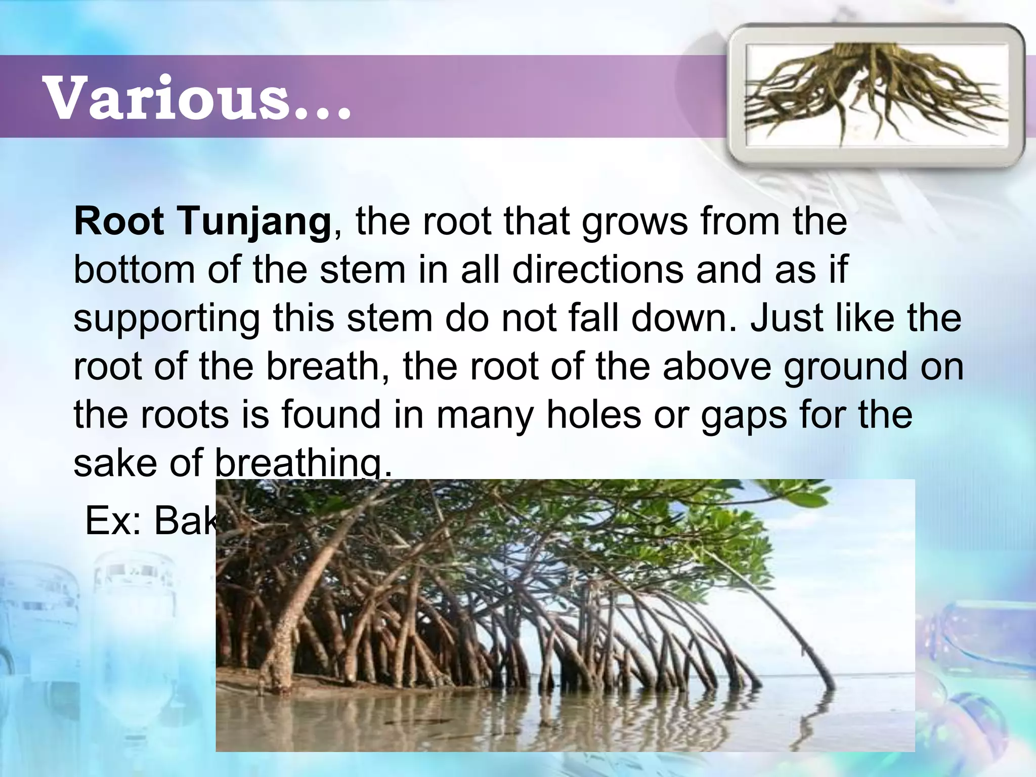 structure and development of Stem and Root | PPTX