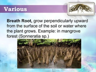 structure and development of Stem and Root | PPTX