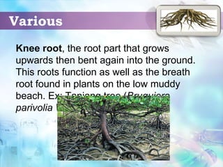 structure and development of Stem and Root | PPTX