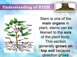 structure and development of Stem and Root | PPTX