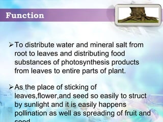 structure and development of Stem and Root | PPTX