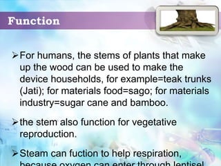 structure and development of Stem and Root | PPTX