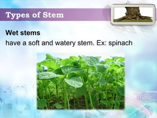structure and development of Stem and Root | PPTX