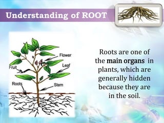 structure and development of Stem and Root | PPTX