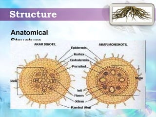 structure and development of Stem and Root | PPTX