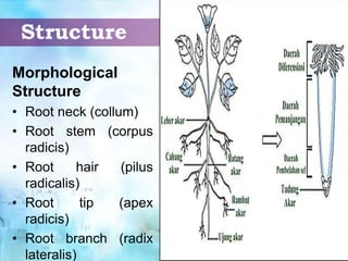 structure and development of Stem and Root | PPTX
