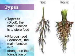 structure and development of Stem and Root | PPTX