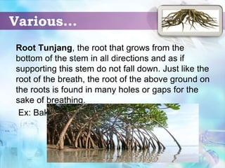 structure and development of Stem and Root | PPTX
