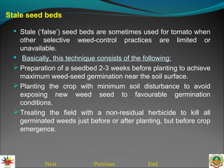 iwm tomato 0 | PPT