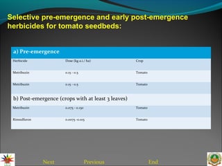 iwm tomato 0 | PPT