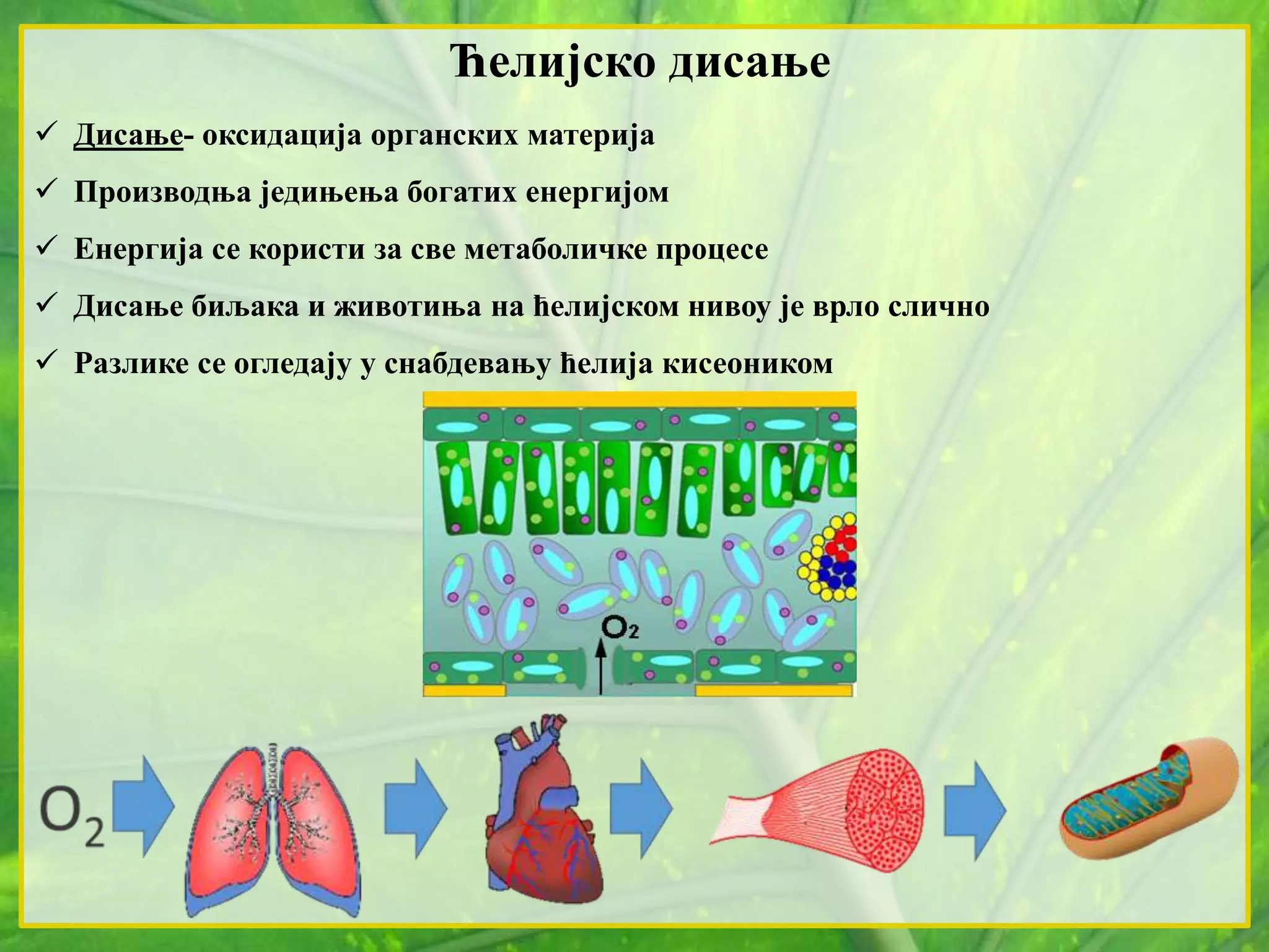 7. Celijsko disanje, glikoliza, krebsov ciklus | PPTX