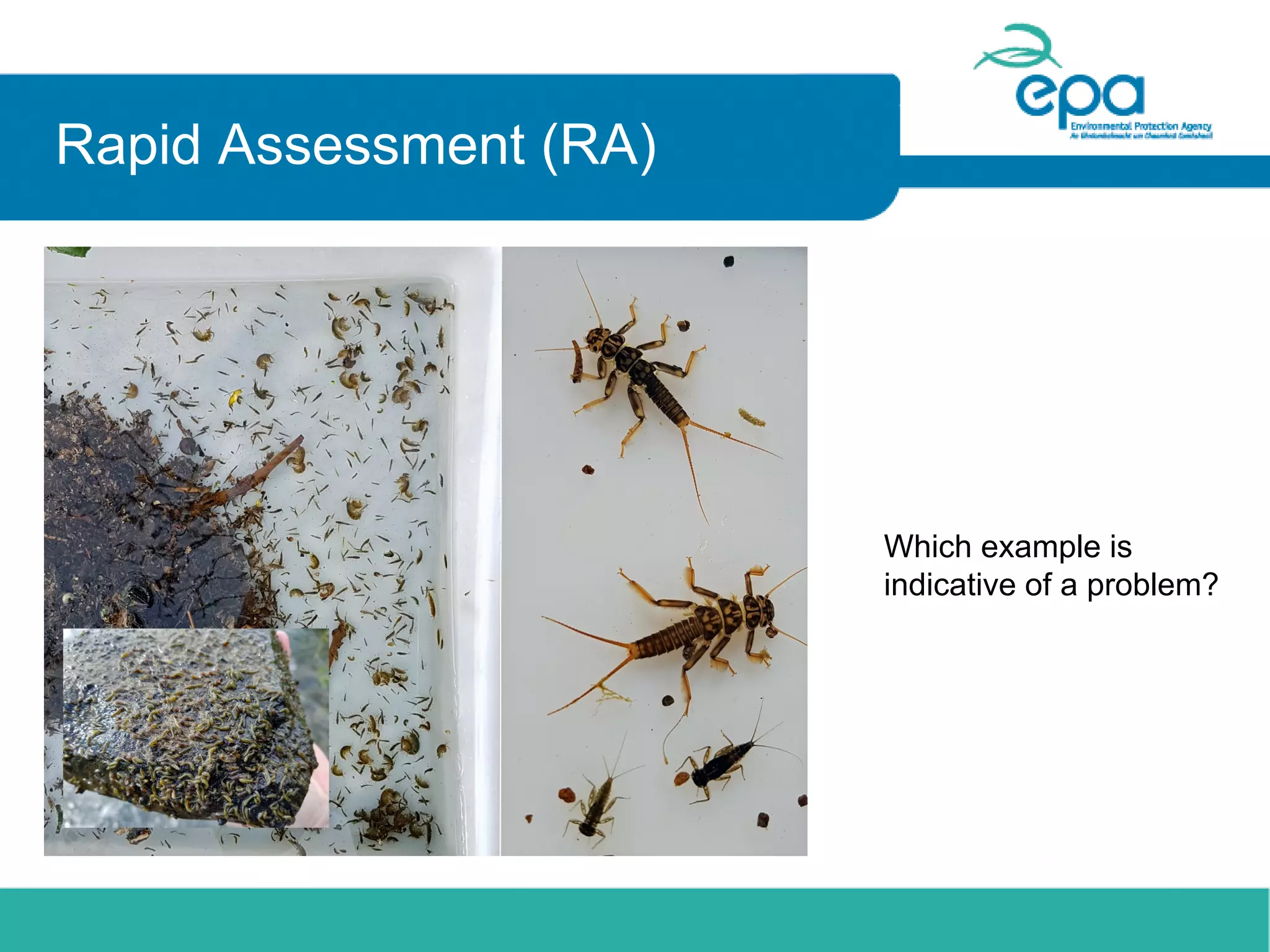 7. Rapid Assessment and Small Stream Impact Score - Bryan Kennedy, EPA ...