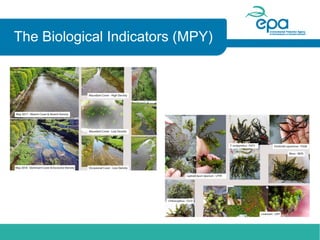 7. Rapid Assessment and Small Stream Impact Score - Bryan Kennedy, EPA ...