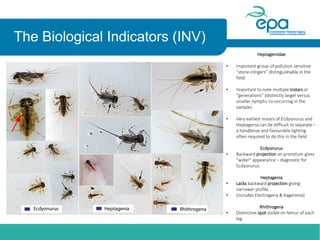7. Rapid Assessment and Small Stream Impact Score - Bryan Kennedy, EPA ...