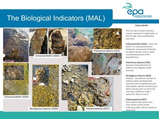 7. Rapid Assessment and Small Stream Impact Score - Bryan Kennedy, EPA ...
