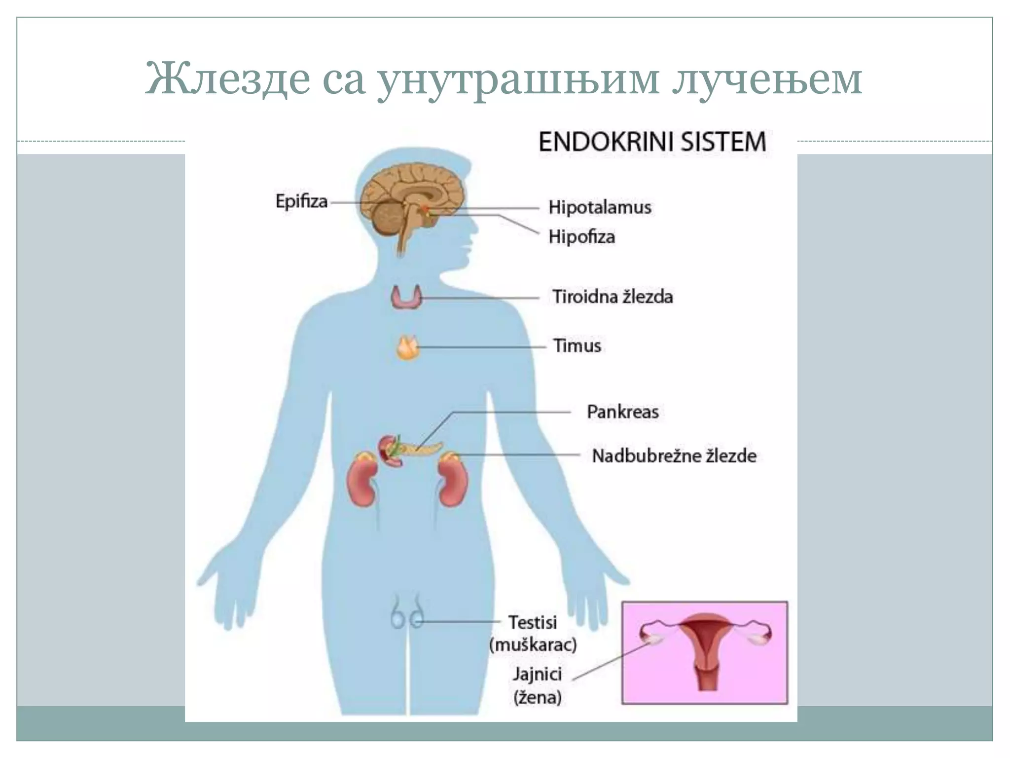 Endokrini sistem | PPTX