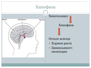Endokrini sistem | PPTX