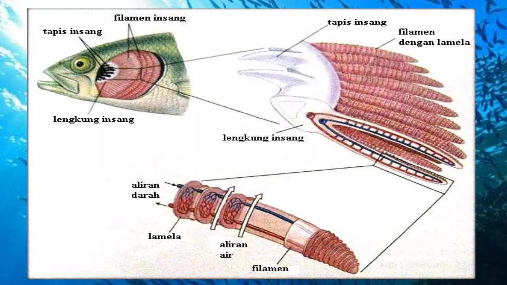 struktur respirasi ikan | PPTX